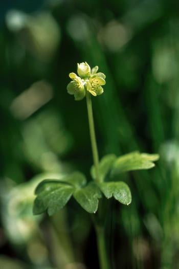 Moschatel Flower Essence – Wonderworks